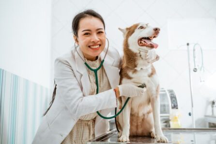 Mejor Universidad para Estudiar Veterinaria en Perú • 2024