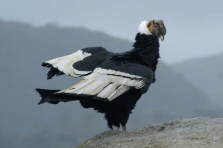 Descubre los fascinantes pisos altitudinales del Perú • 2024